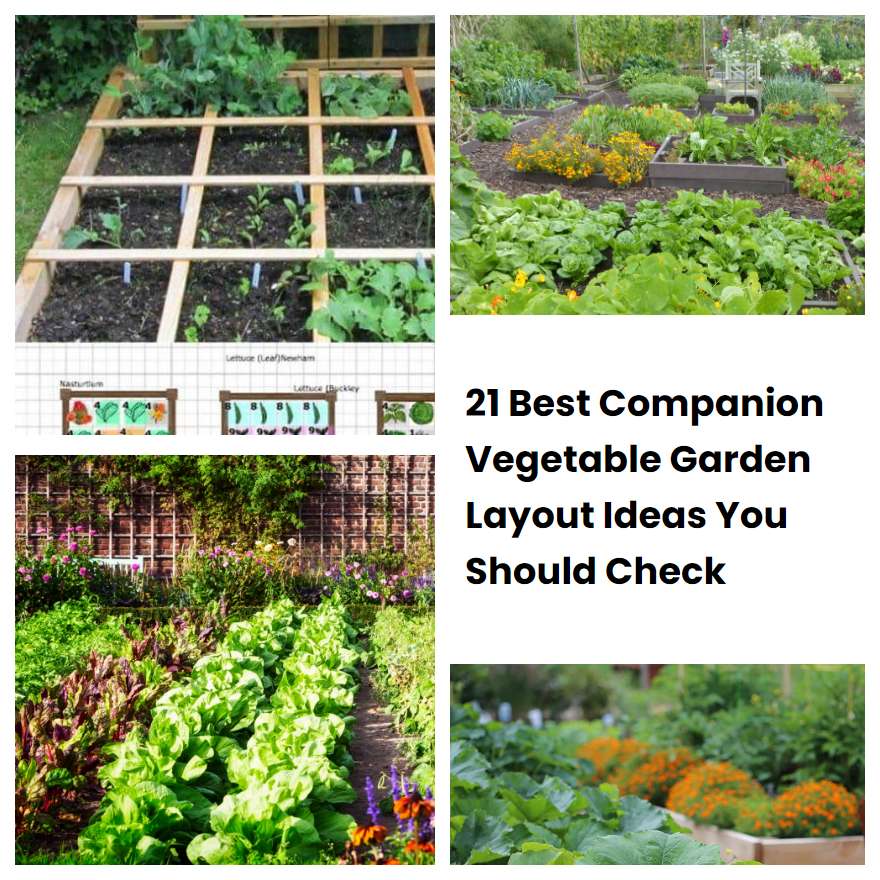 21 Best Companion Vegetable Garden Layout Ideas You Should Check ...
