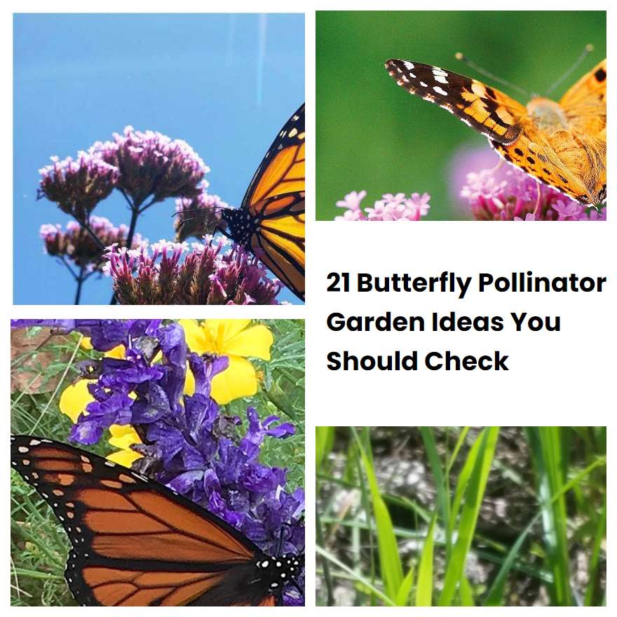 21 Butterfly Pollinator Garden Ideas You Should Check | SharonSable