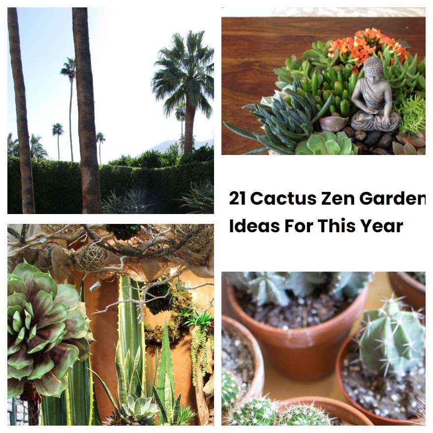 21 Cactus Zen Garden Ideas For This Year | SharonSable