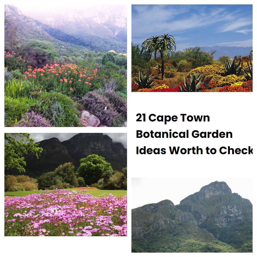 21 Cape Town Botanical Garden Ideas Worth to Check | SharonSable