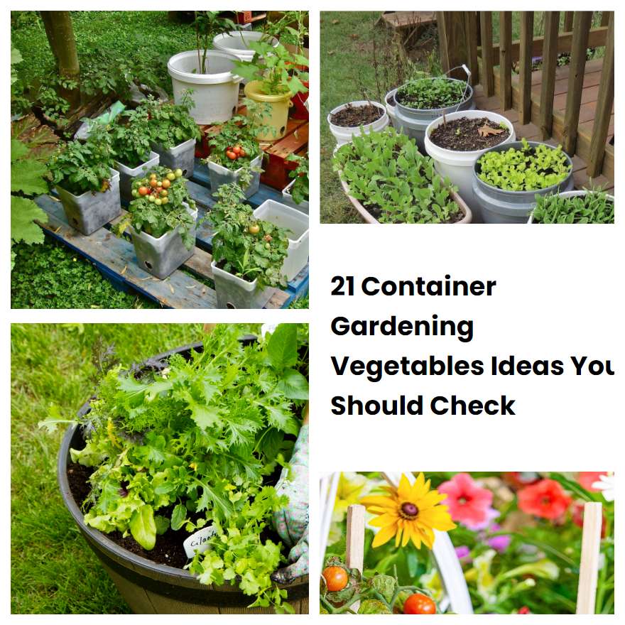 21 Container Gardening Vegetables Ideas You Should Check | SharonSable