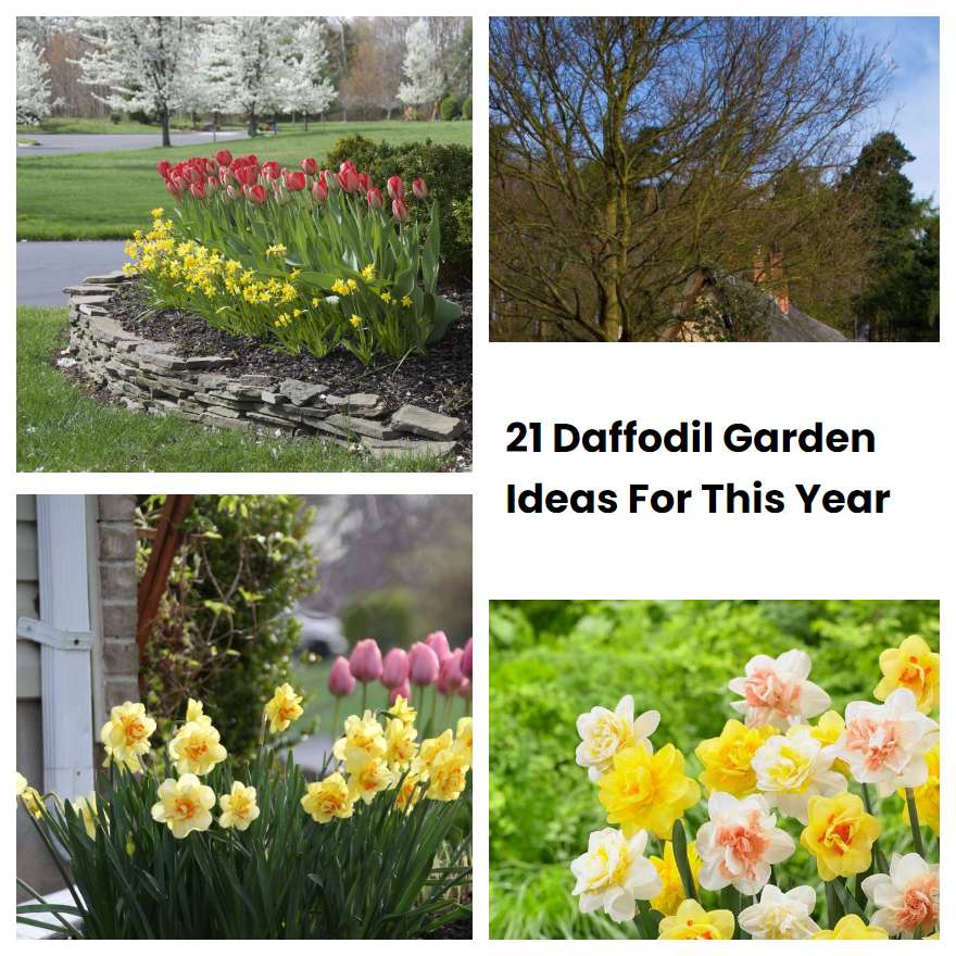 21 Daffodil Garden Ideas For This Year | SharonSable