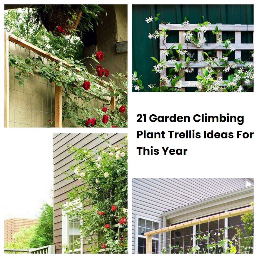 21 Garden Climbing Plant Trellis Ideas For This Year | SharonSable