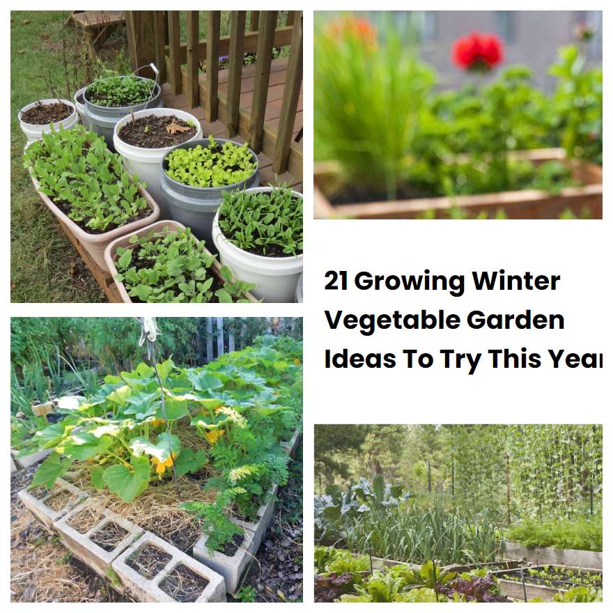21 Growing Winter Vegetable Garden Ideas To Try This Year | SharonSable