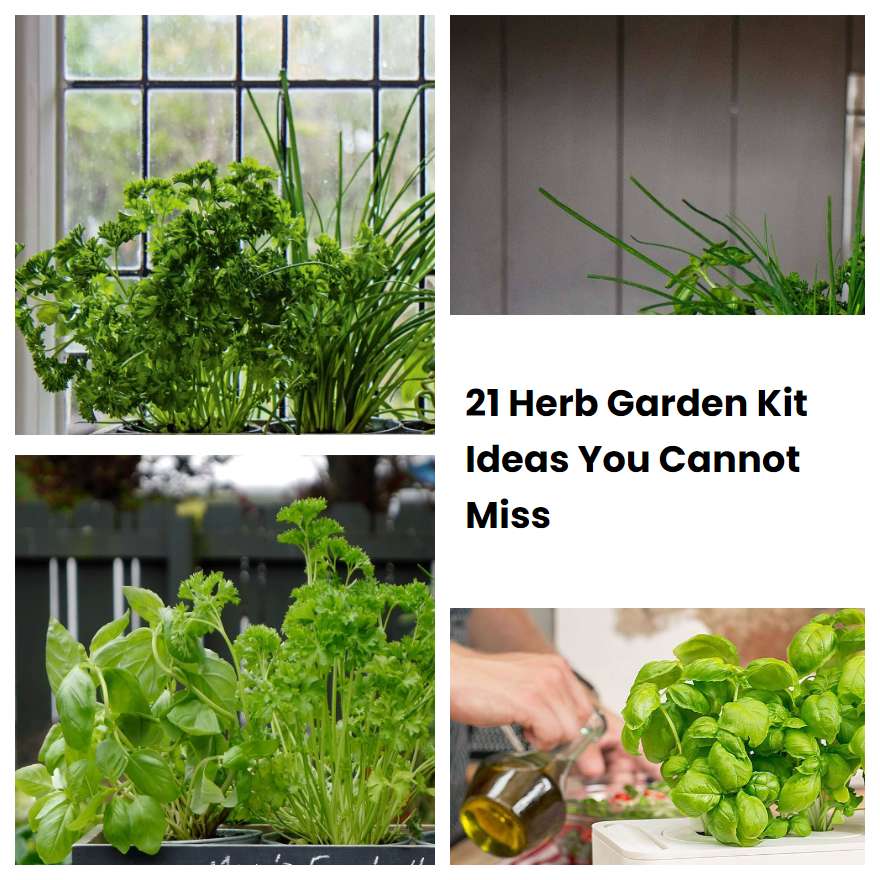 21 Herb Garden Kit Ideas You Cannot Miss | SharonSable