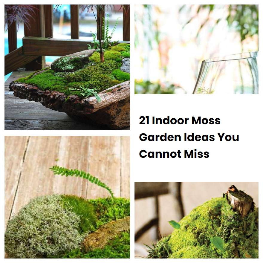 21 Indoor Moss Garden Ideas You Cannot Miss Sharonsable