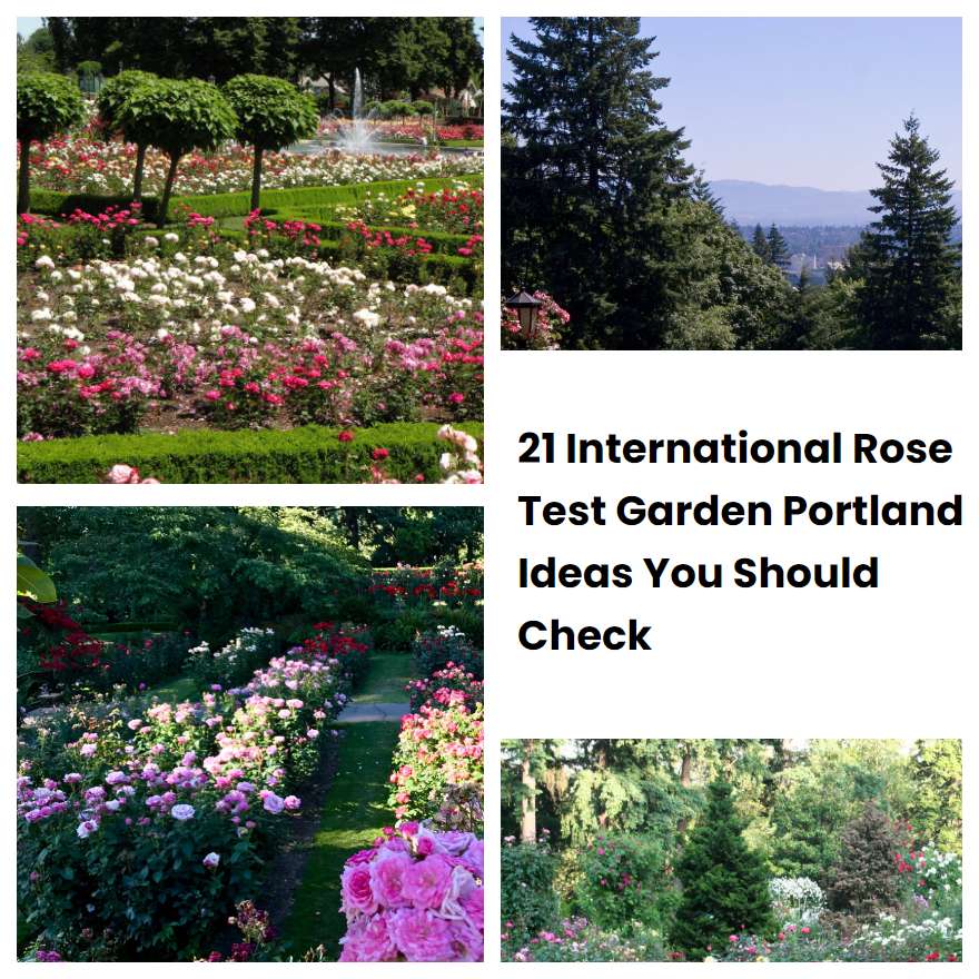 21 International Rose Test Garden Portland Ideas You Should Check ...