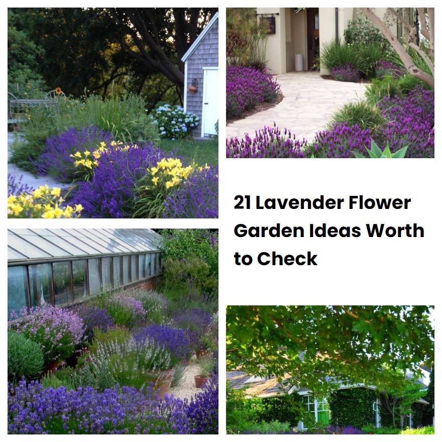 21 Lavender Flower Garden Ideas Worth to Check | SharonSable