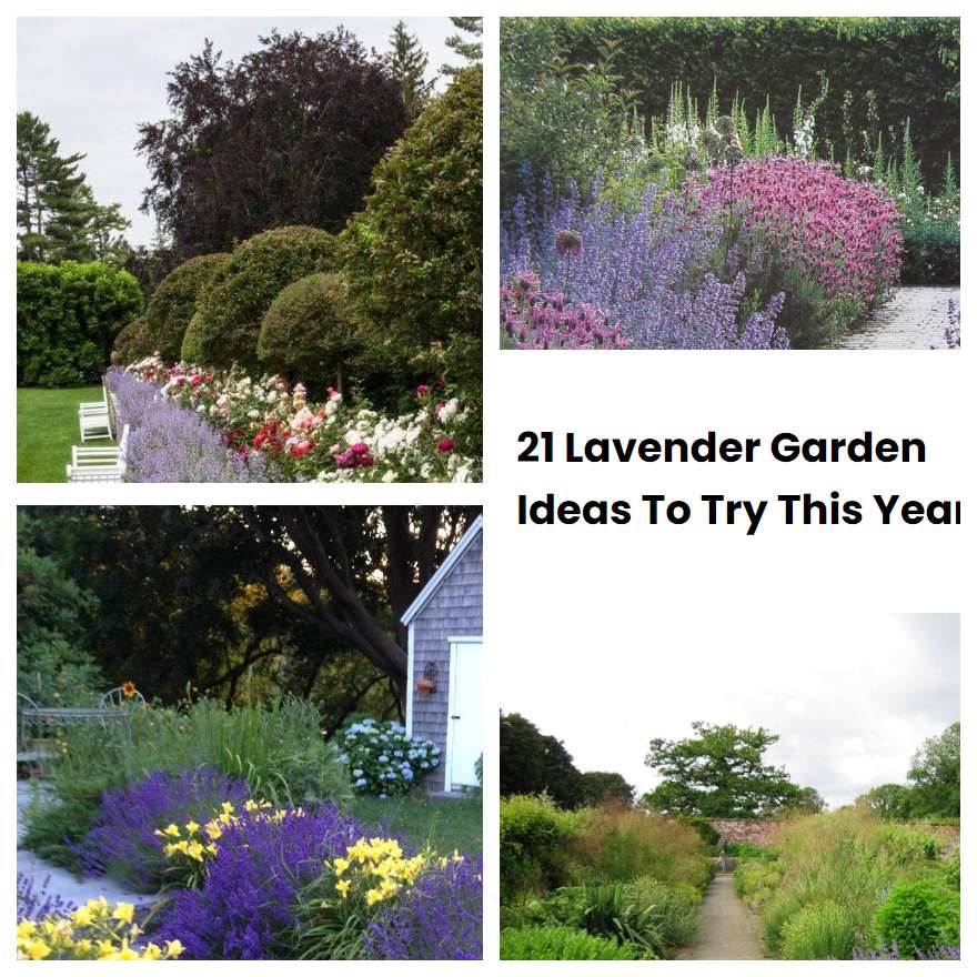 21 Lavender Garden Ideas To Try This Year | SharonSable