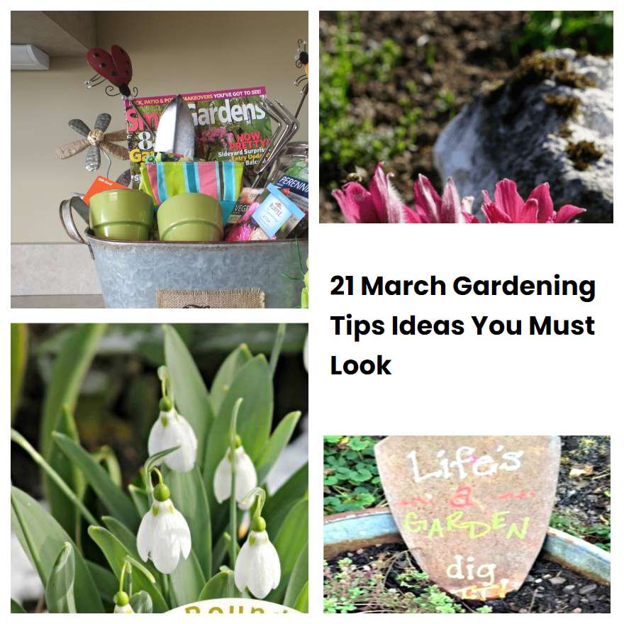 21 March Gardening Tips Ideas You Must Look | SharonSable