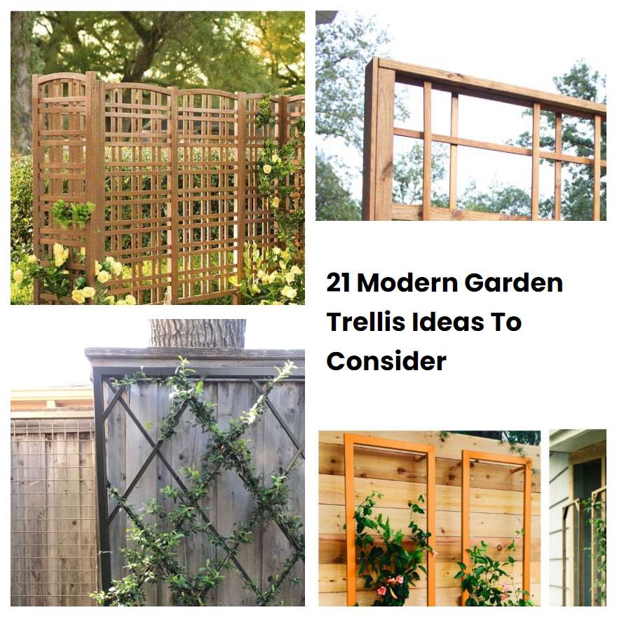 21 Modern Garden Trellis Ideas To Consider | SharonSable
