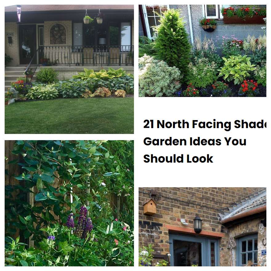 21 North Facing Shade Garden Ideas You Should Look | SharonSable