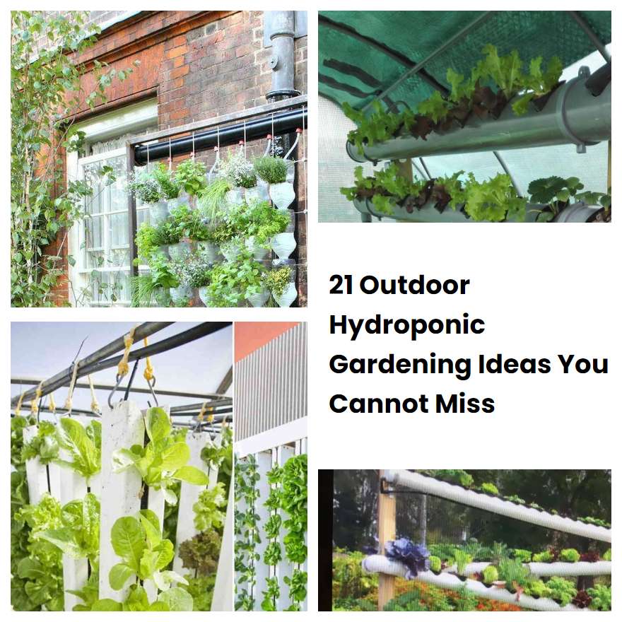 21 Outdoor Hydroponic Gardening Ideas You Cannot Miss | SharonSable