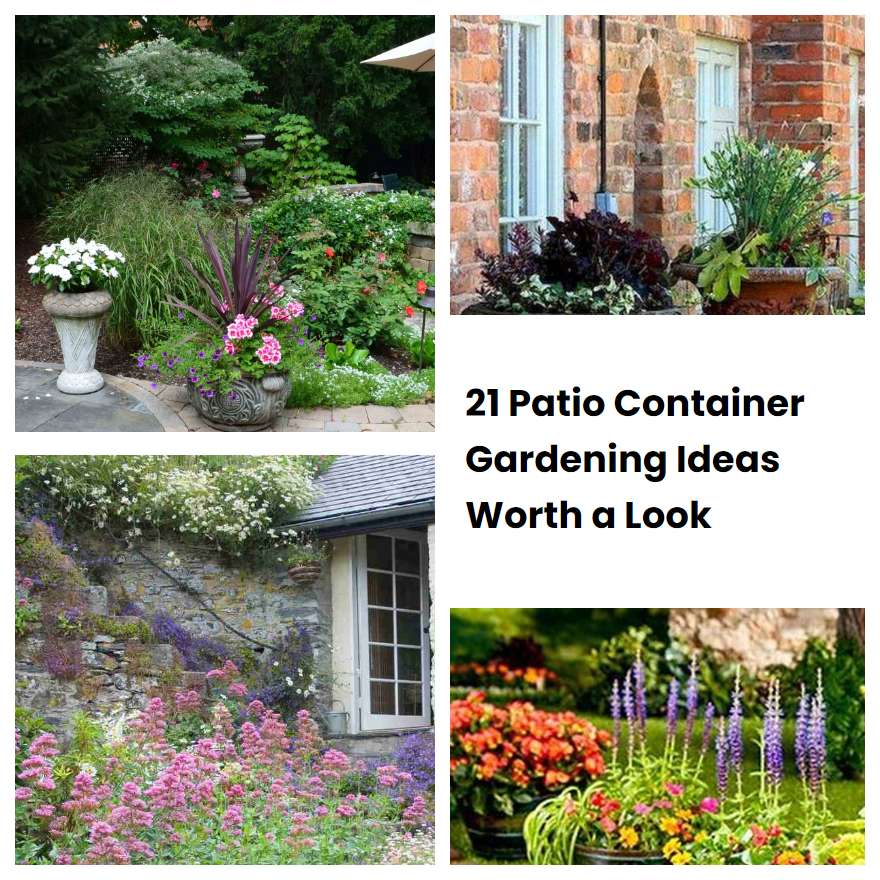 21 Patio Container Gardening Ideas Worth a Look | SharonSable
