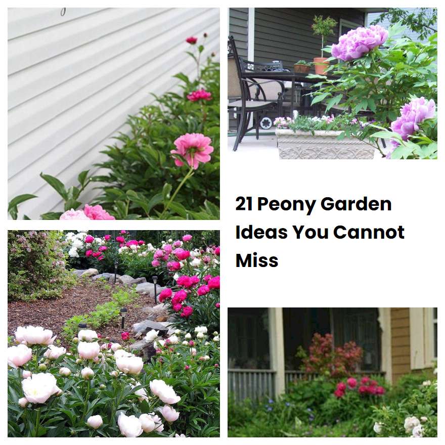 21 Peony Garden Ideas You Cannot Miss | SharonSable