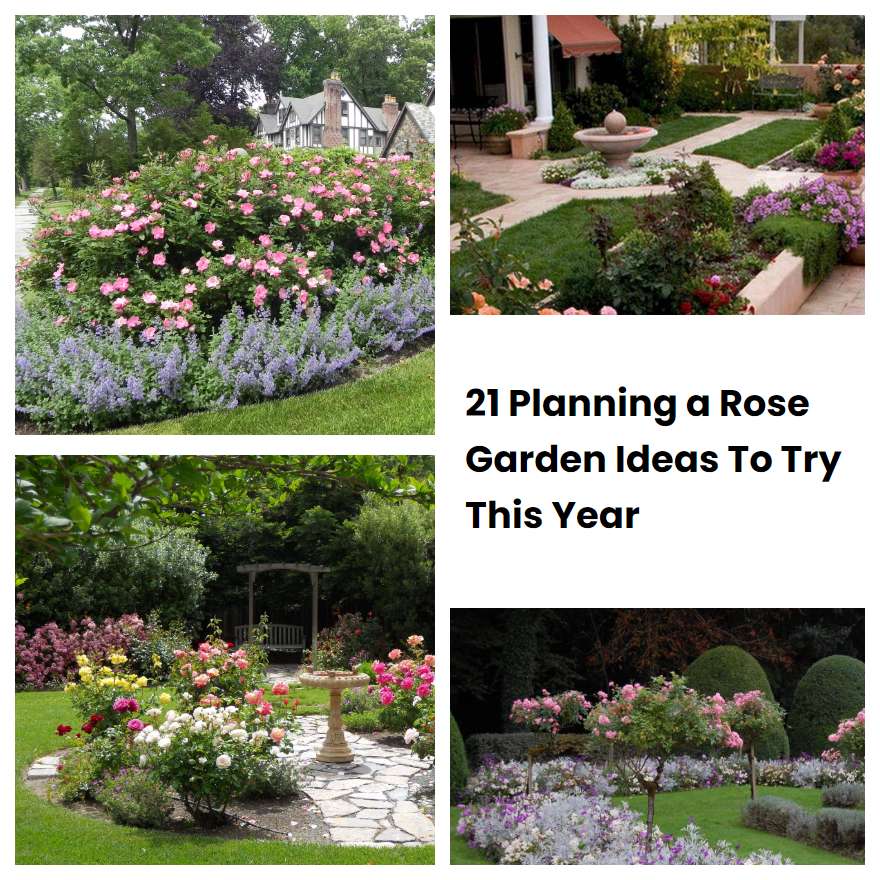 21 Planning a Rose Garden Ideas To Try This Year | SharonSable