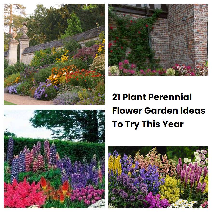 21 Plant Perennial Flower Garden Ideas To Try This Year Sharonsable