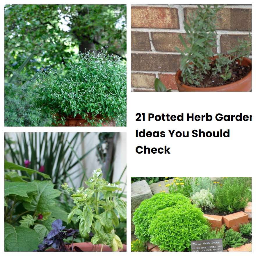 21 Potted Herb Garden Ideas You Should Check | SharonSable