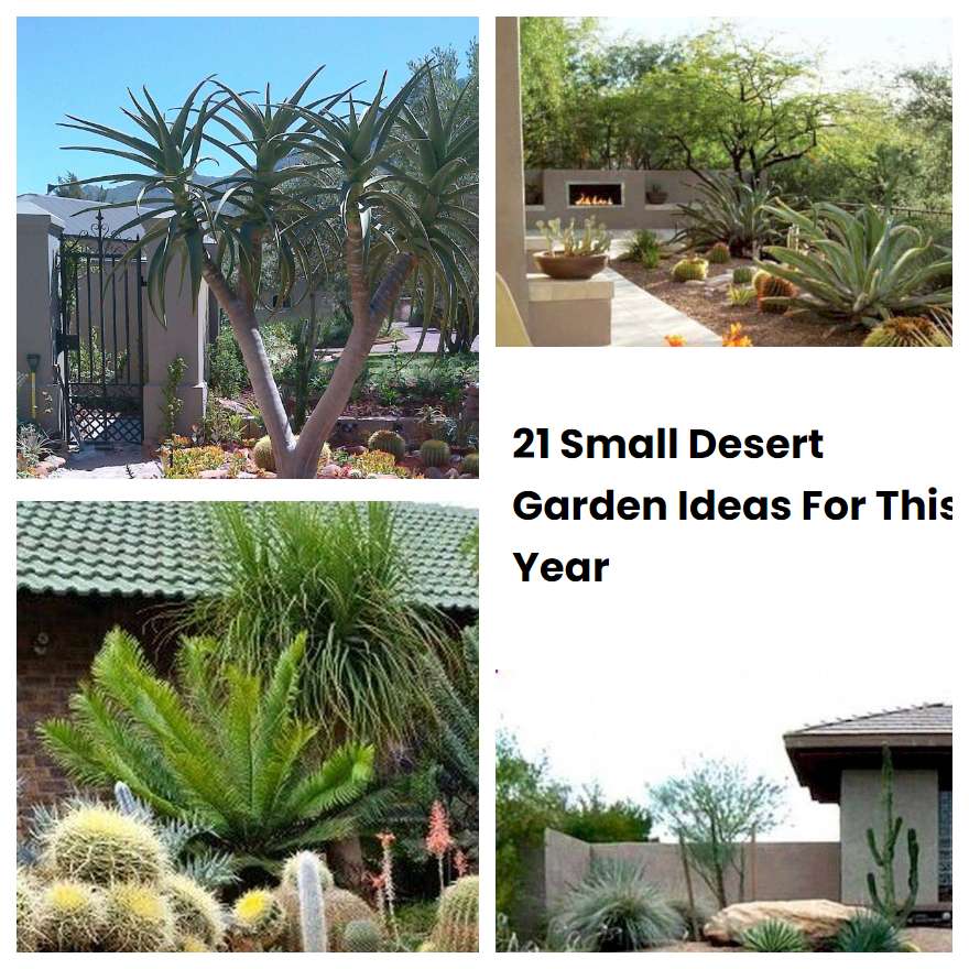 21 Small Desert Garden Ideas For This Year | SharonSable