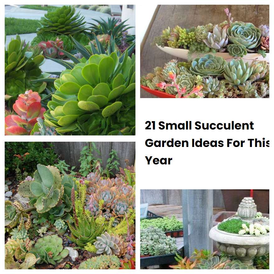 21 Small Succulent Garden Ideas For This Year | SharonSable