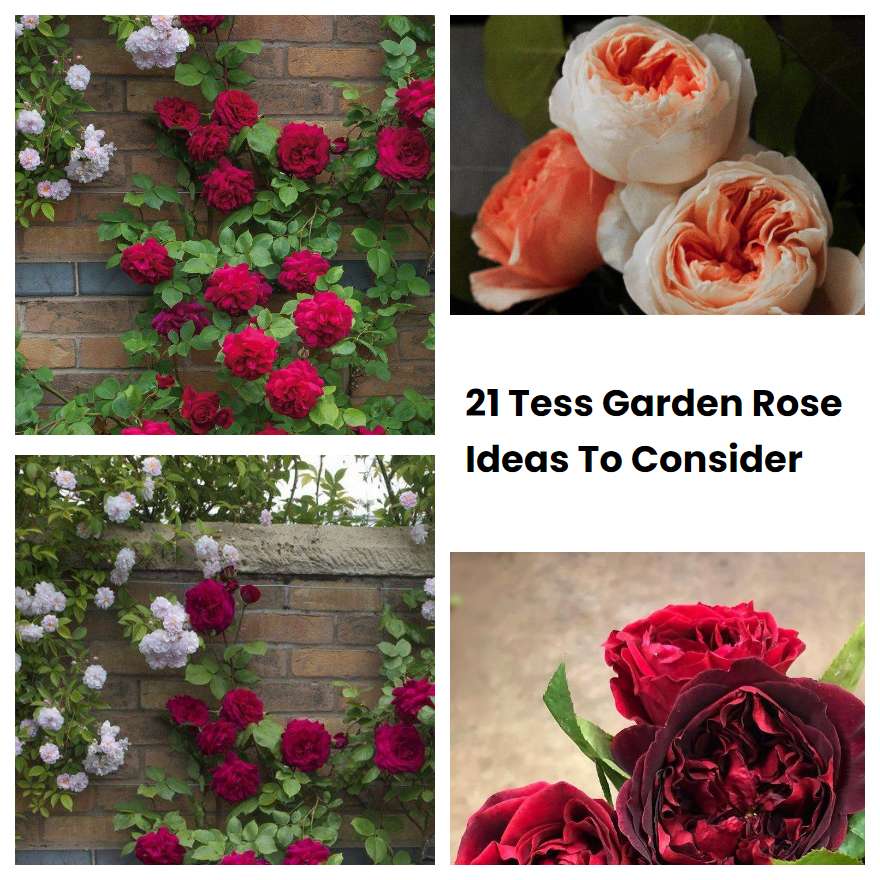 21 Tess Garden Rose Ideas To Consider | SharonSable