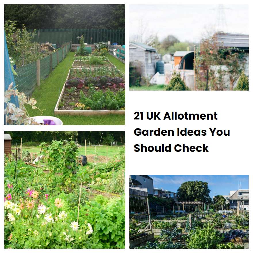 21 UK Allotment Garden Ideas You Should Check | SharonSable