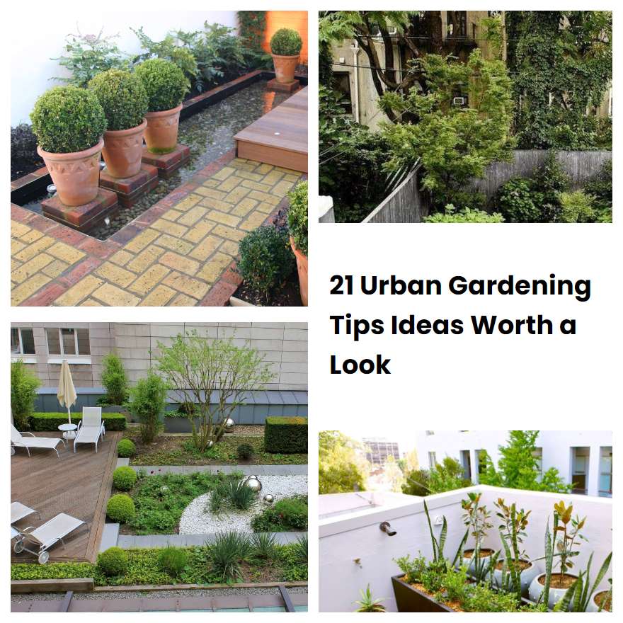 21 Urban Gardening Tips Ideas Worth a Look | SharonSable