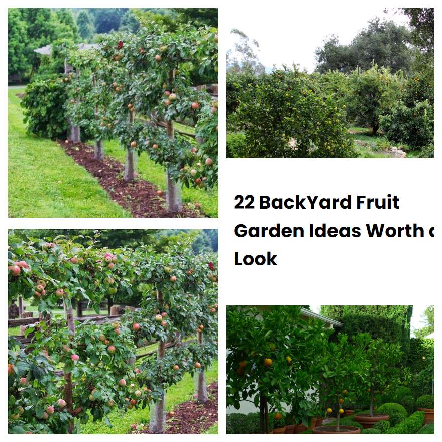 22 BackYard Fruit Garden Ideas Worth a Look | SharonSable