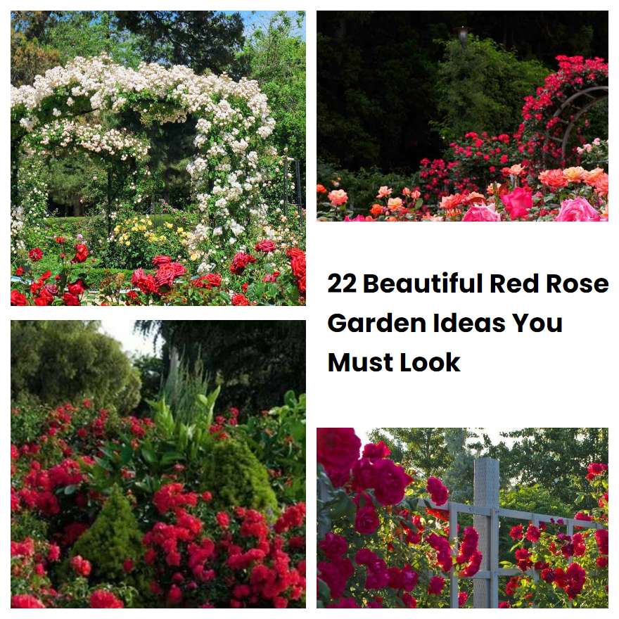 22 Beautiful Red Rose Garden Ideas You Must Look | SharonSable
