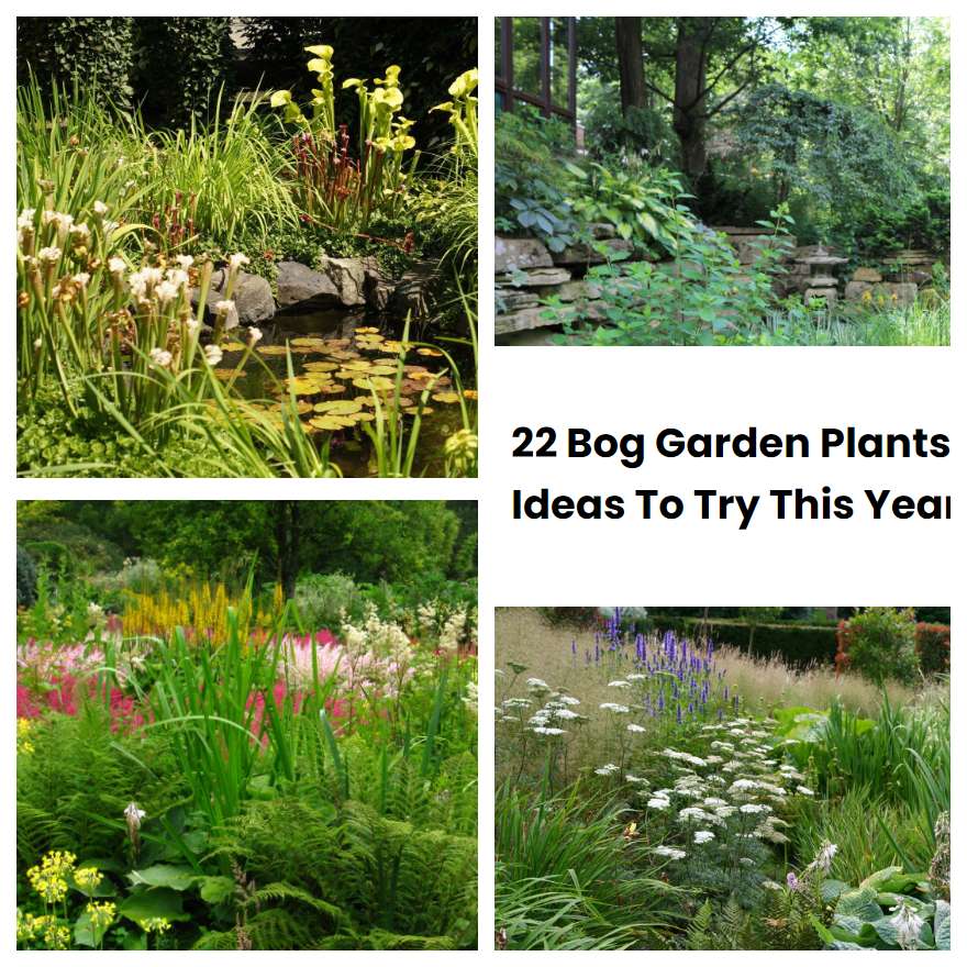 22 Bog Garden Plants Ideas To Try This Year | SharonSable