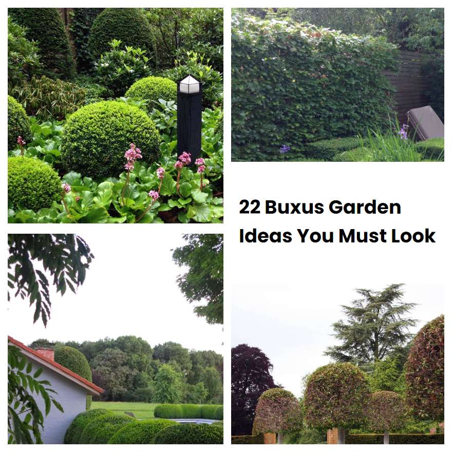 22 Buxus Garden Ideas You Must Look | SharonSable