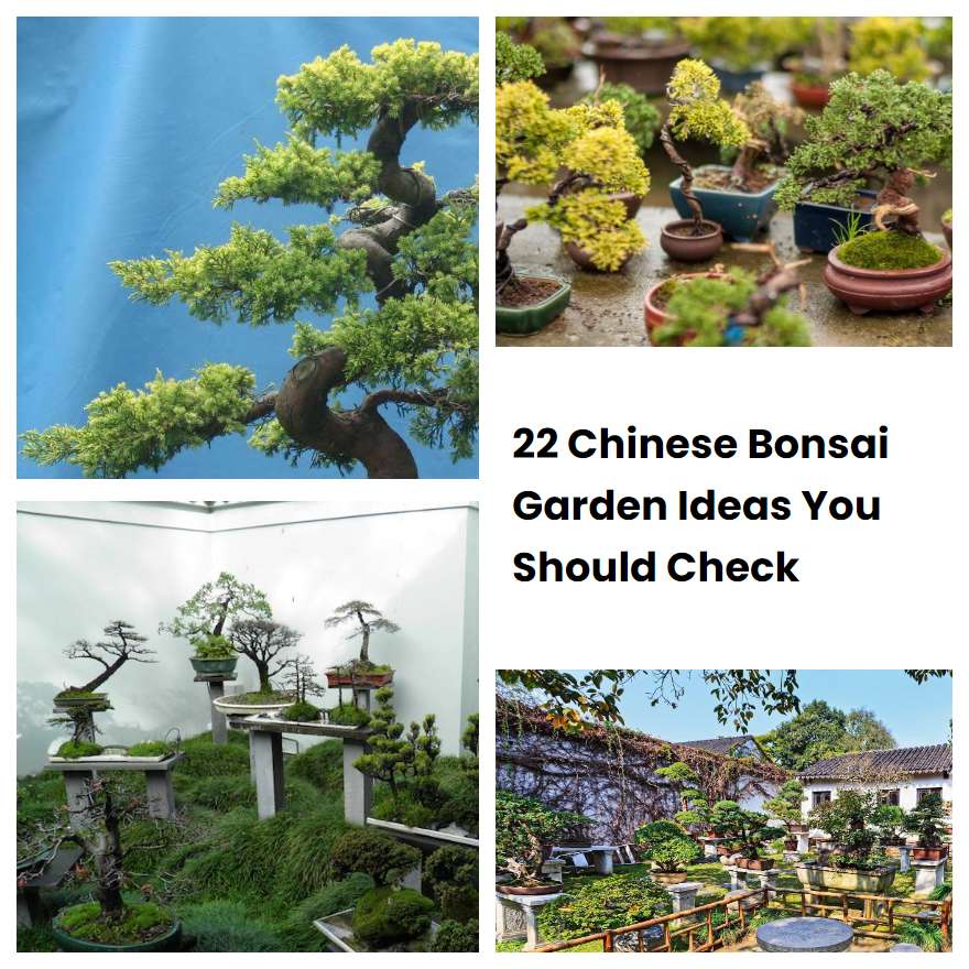 22 Chinese Bonsai Garden Ideas You Should Check | SharonSable