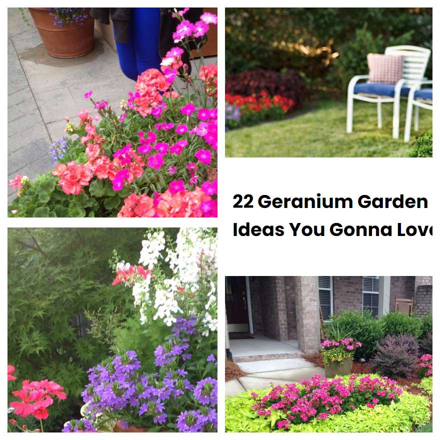 22 Geranium Garden Ideas You Gonna Love | SharonSable