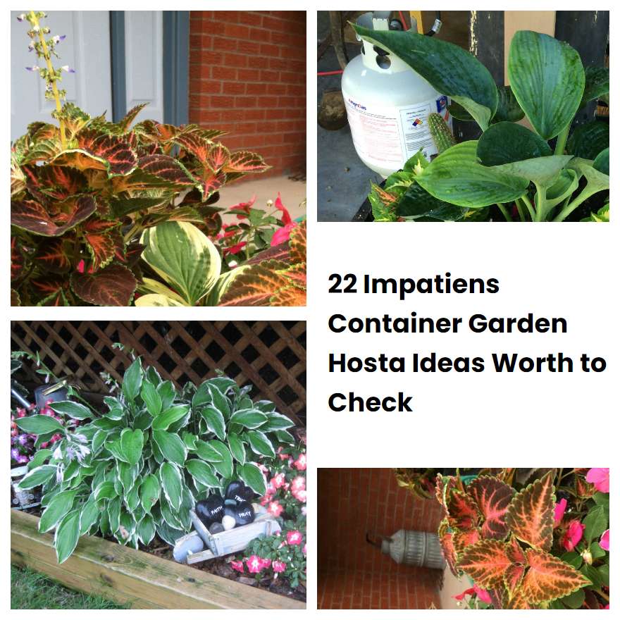 22 Impatiens Container Garden Hosta Ideas Worth to Check | SharonSable