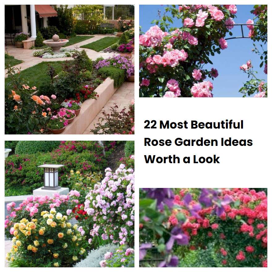 22 Most Beautiful Rose Garden Ideas Worth a Look | SharonSable