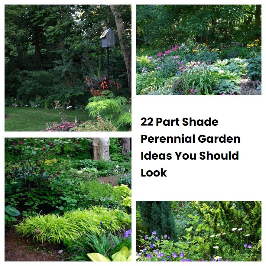 22 Part Shade Perennial Garden Ideas You Should Look | SharonSable