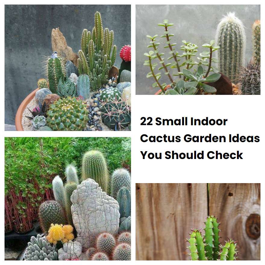 22 Small Indoor Cactus Garden Ideas You Should Check Sharonsable