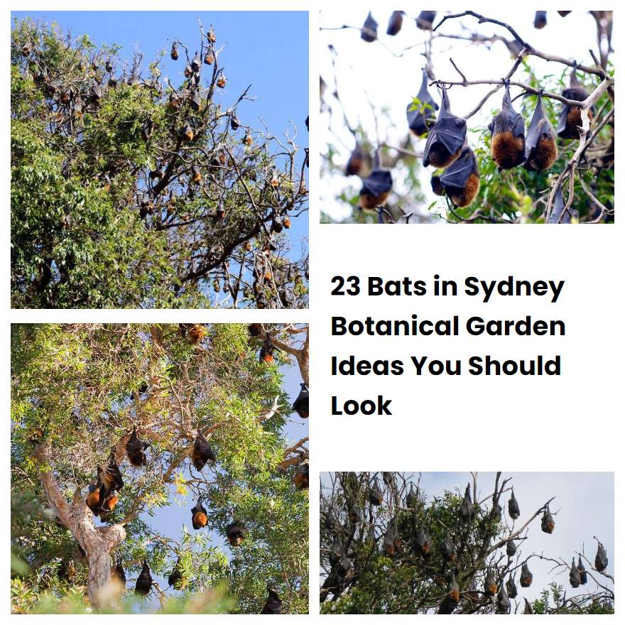 23 Bats in Sydney Botanical Garden Ideas You Should Look | SharonSable