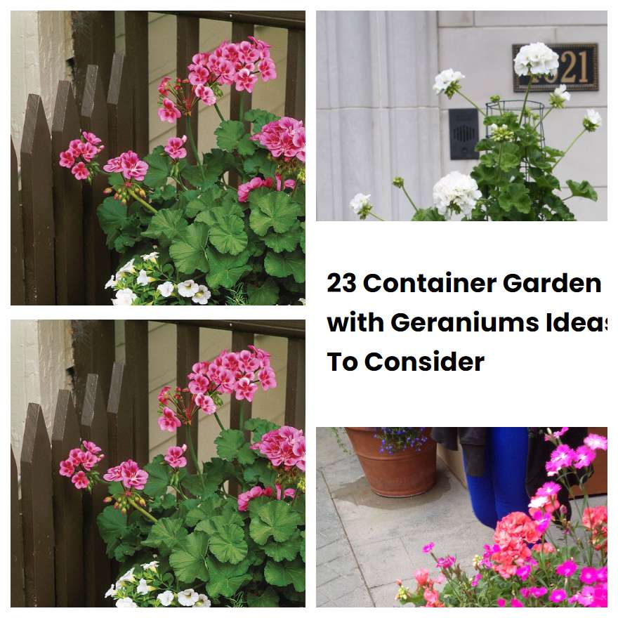 23 Container Garden with Geraniums Ideas To Consider | SharonSable
