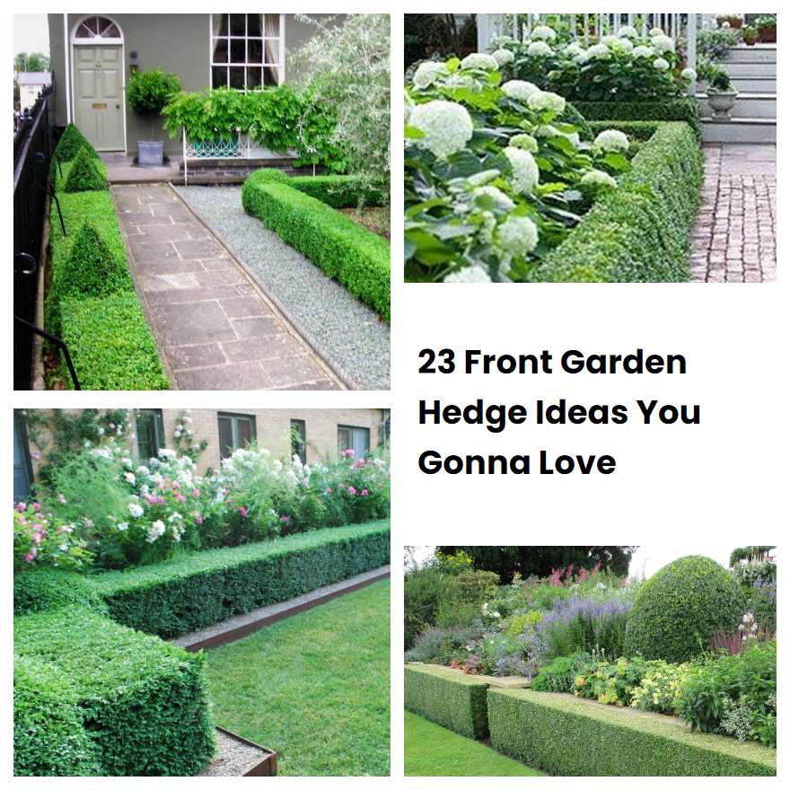 23 Front Garden Hedge Ideas You Gonna Love | SharonSable