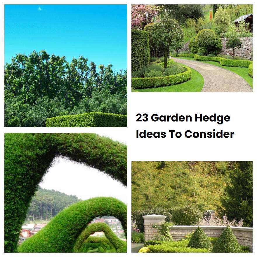 23 Garden Hedge Ideas To Consider | SharonSable