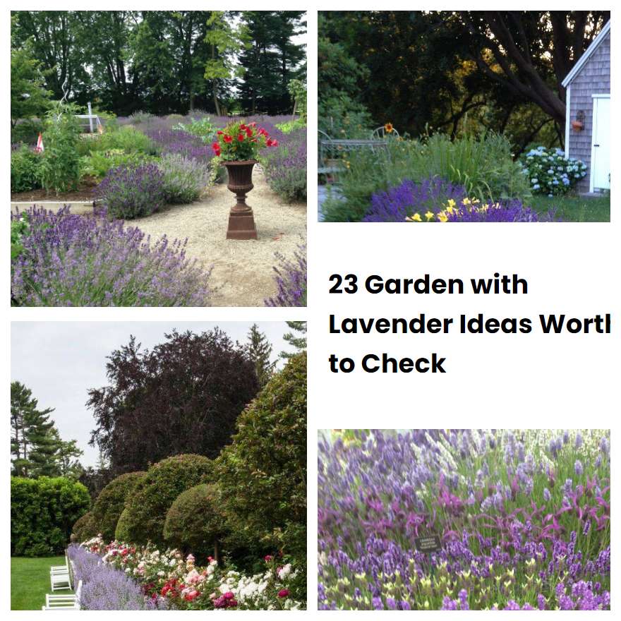23 Garden with Lavender Ideas Worth to Check | SharonSable