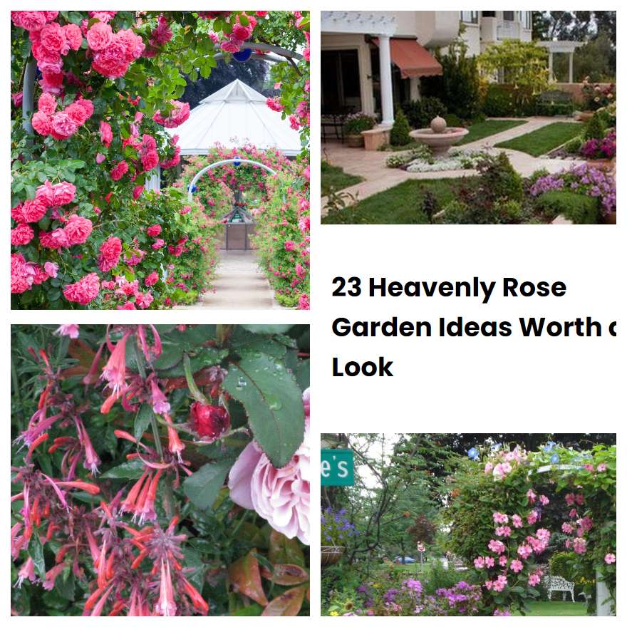 23 Heavenly Rose Garden Ideas Worth a Look | SharonSable
