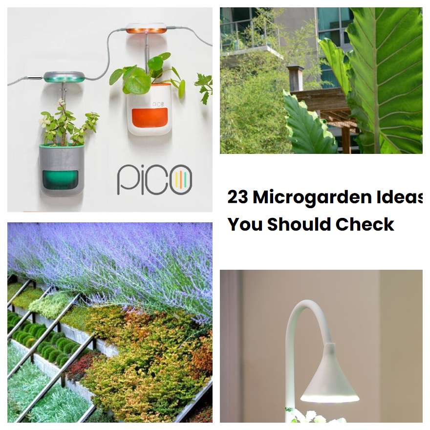 23 Microgarden Ideas You Should Check | SharonSable
