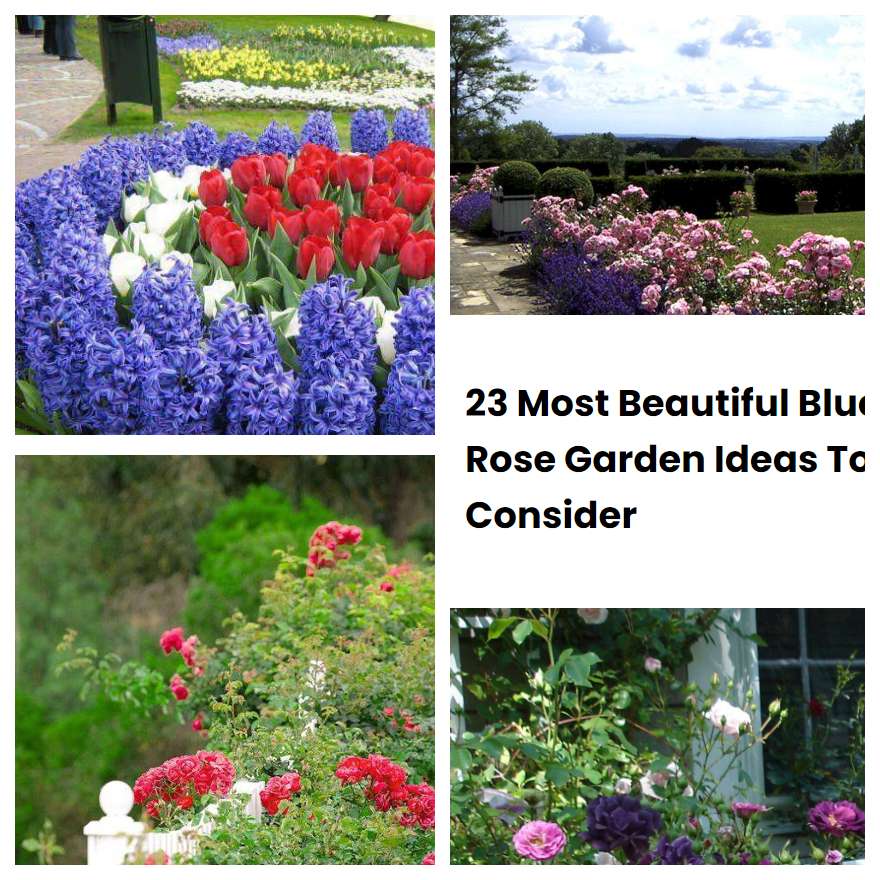 23 Most Beautiful Blue Rose Garden Ideas To Consider | SharonSable