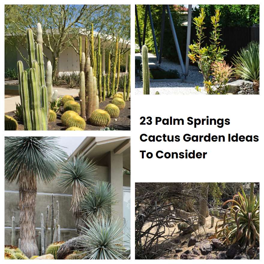 23 Palm Springs Cactus Garden Ideas To Consider | SharonSable