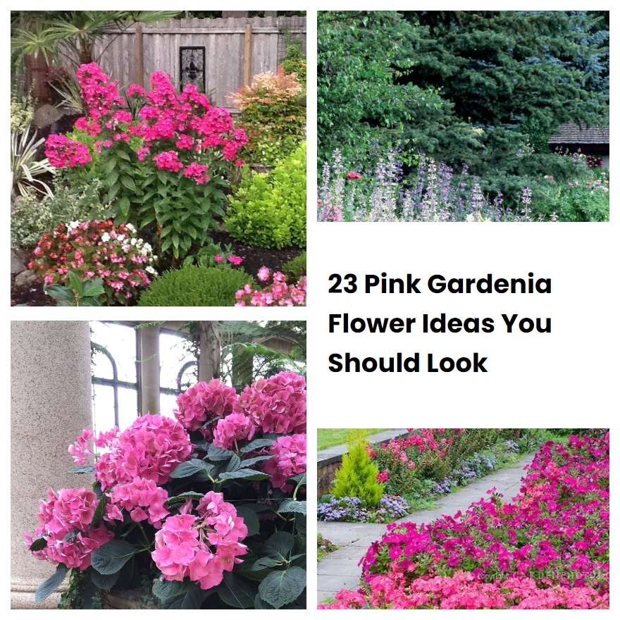 23 Pink Gardenia Flower Ideas You Should Look | SharonSable