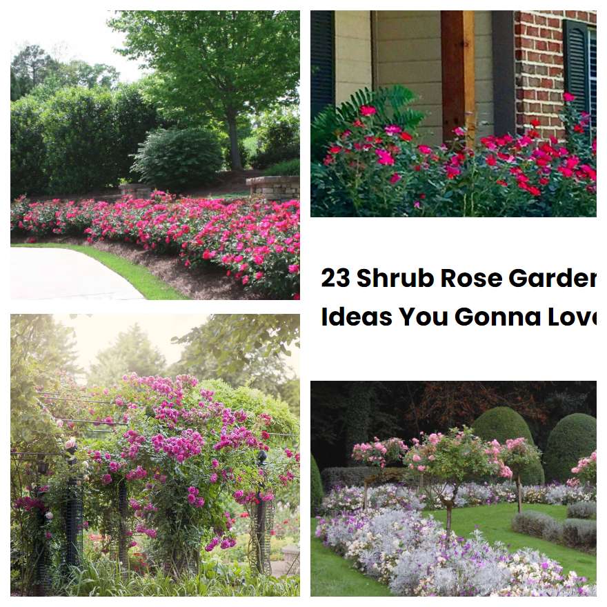 23 Shrub Rose Garden Ideas You Gonna Love | SharonSable