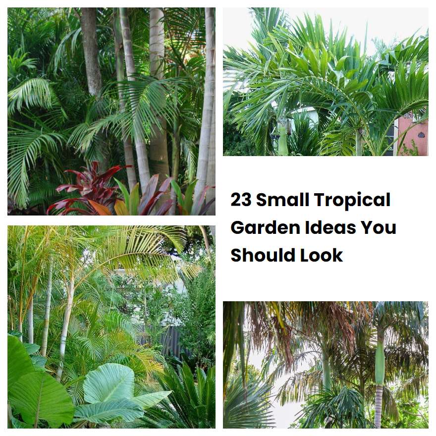 23 Small Tropical Garden Ideas You Should Look | SharonSable