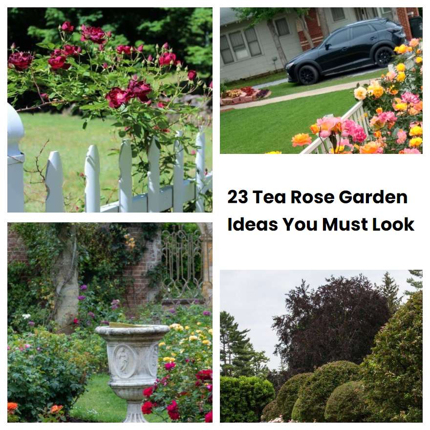23 Tea Rose Garden Ideas You Must Look | SharonSable